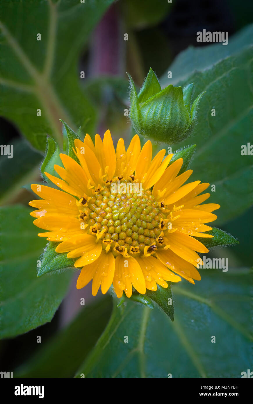 Yacon harvest hi-res stock photography and images - Alamy
