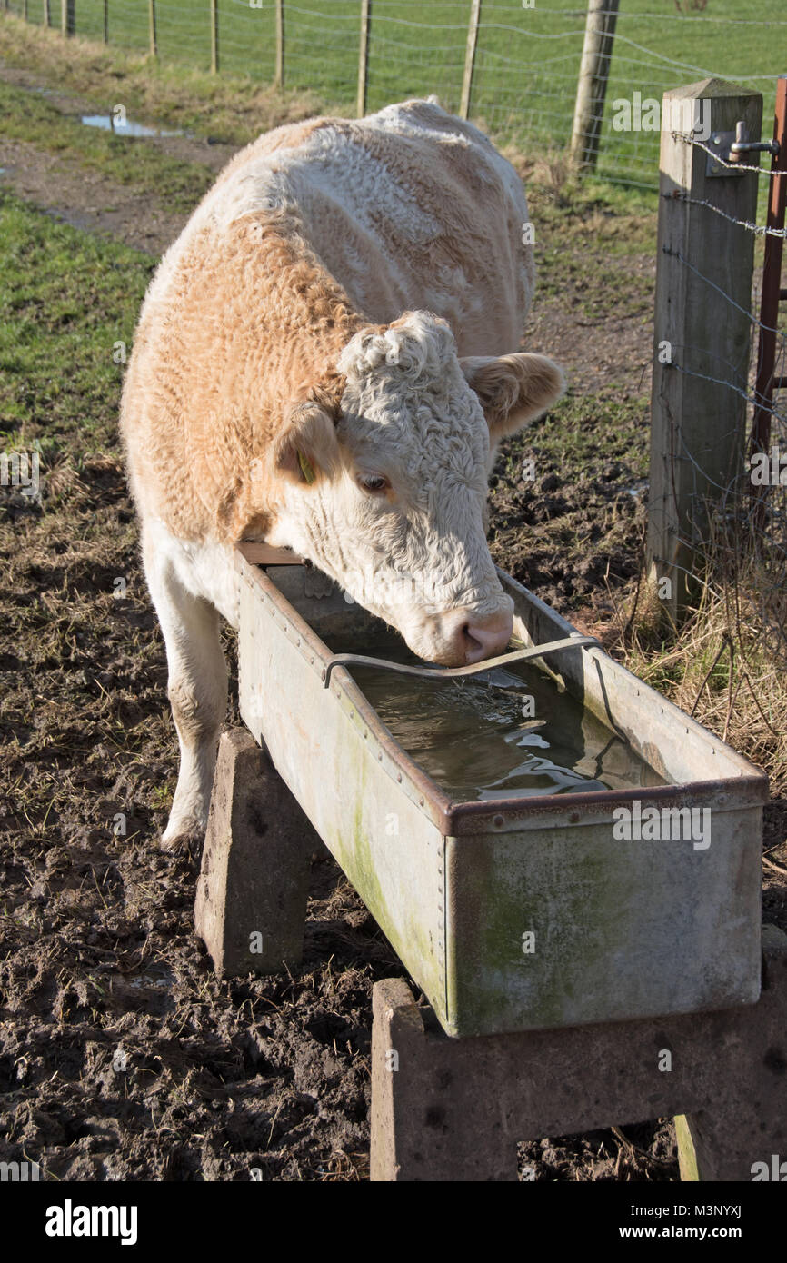 Cattle Drinking From Trough Stock Photos & Cattle Drinking From Trough ...