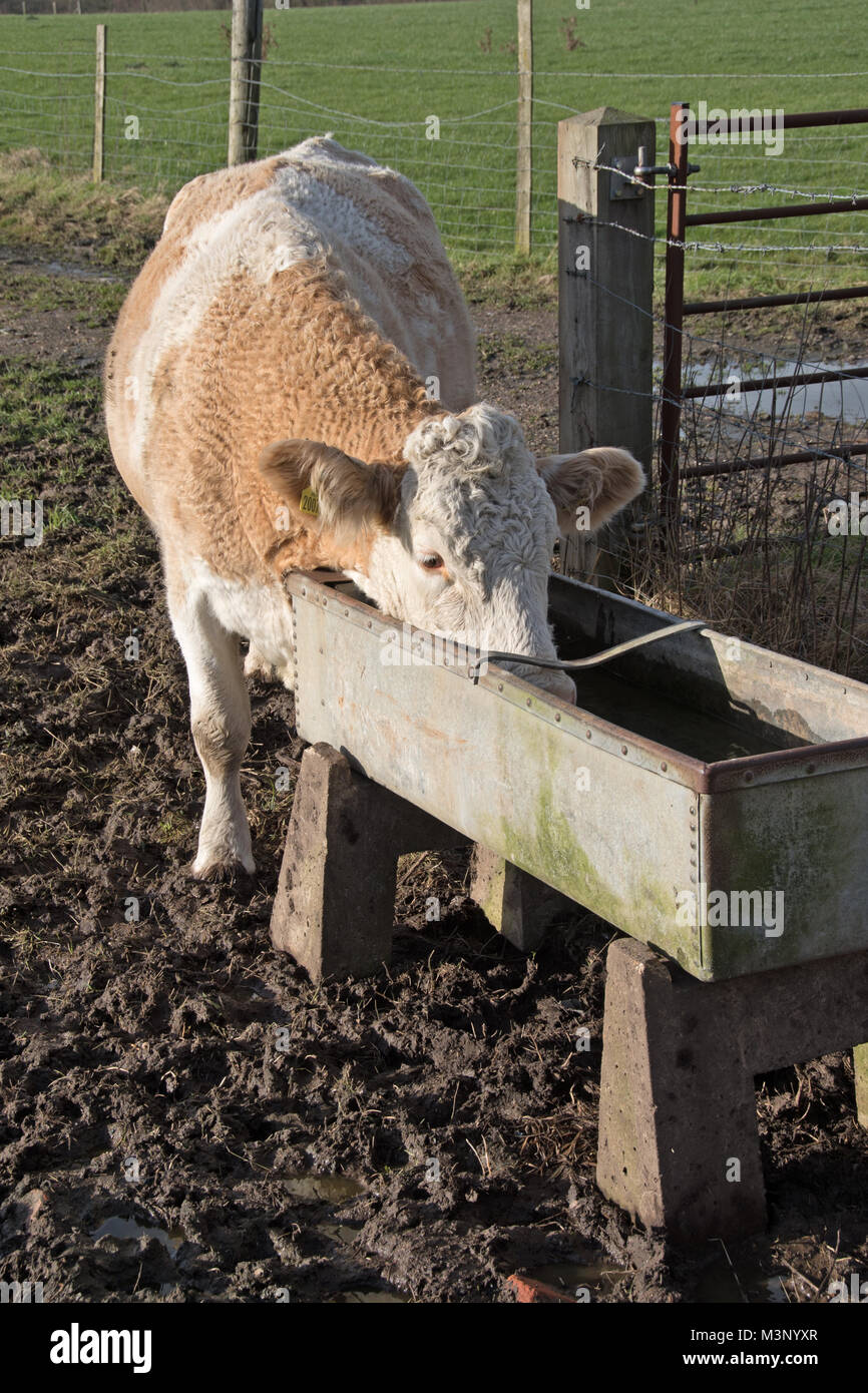 Cattle drinking from trough hi-res stock photography and images - Alamy