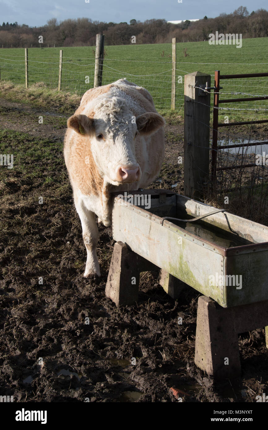 Animal Drinking Trough Stock Photos & Animal Drinking Trough Stock ...