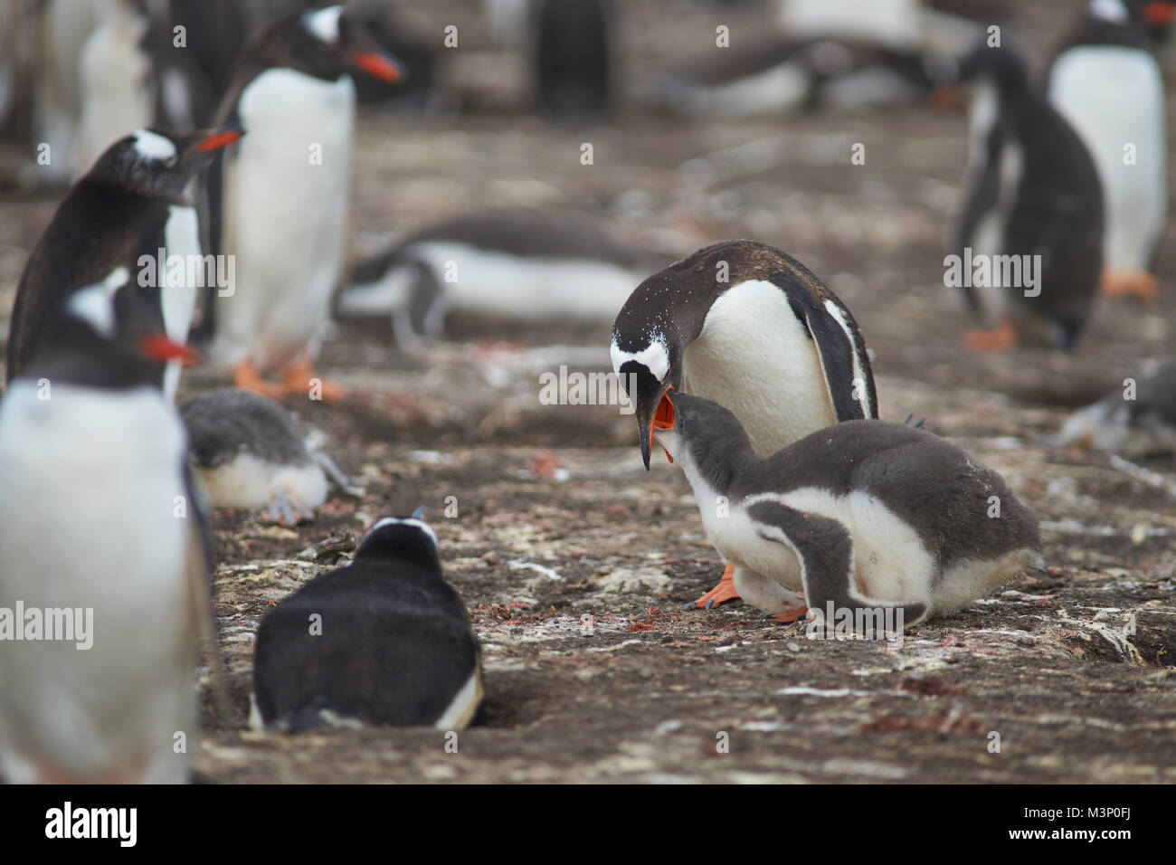 Bird regurgitating hi-res stock photography and images - Alamy