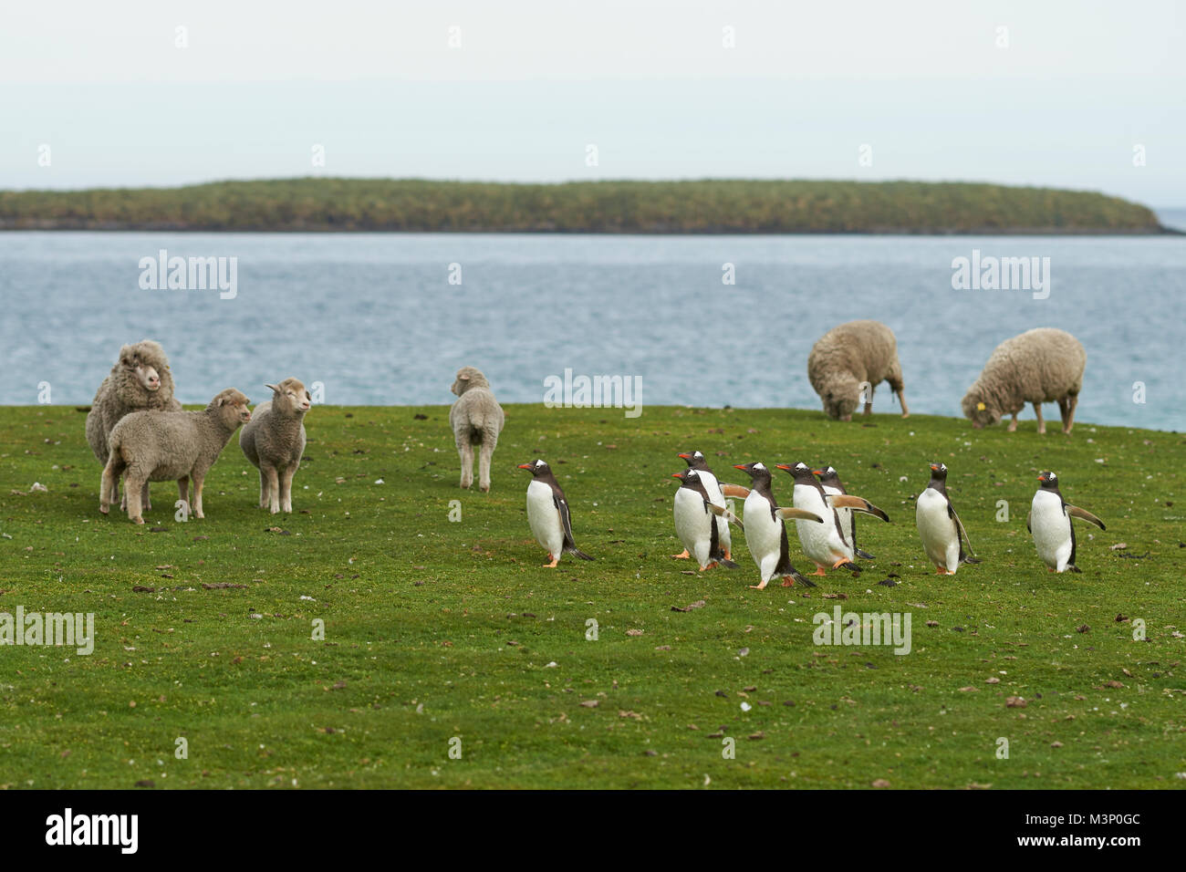 Penguins sheep hi-res stock photography and images - Alamy