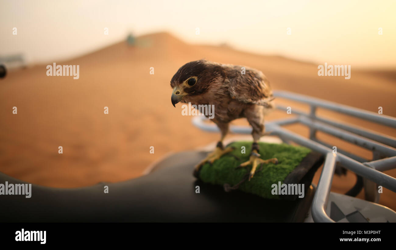 Eagle sitting. Slow motion. Desert in Abu Dhabi, United Arab Emirates ...