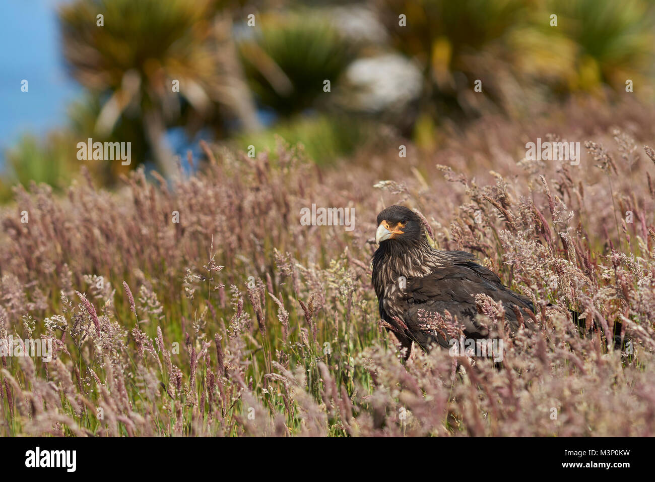 Johnny rook bird hi-res stock photography and images - Alamy