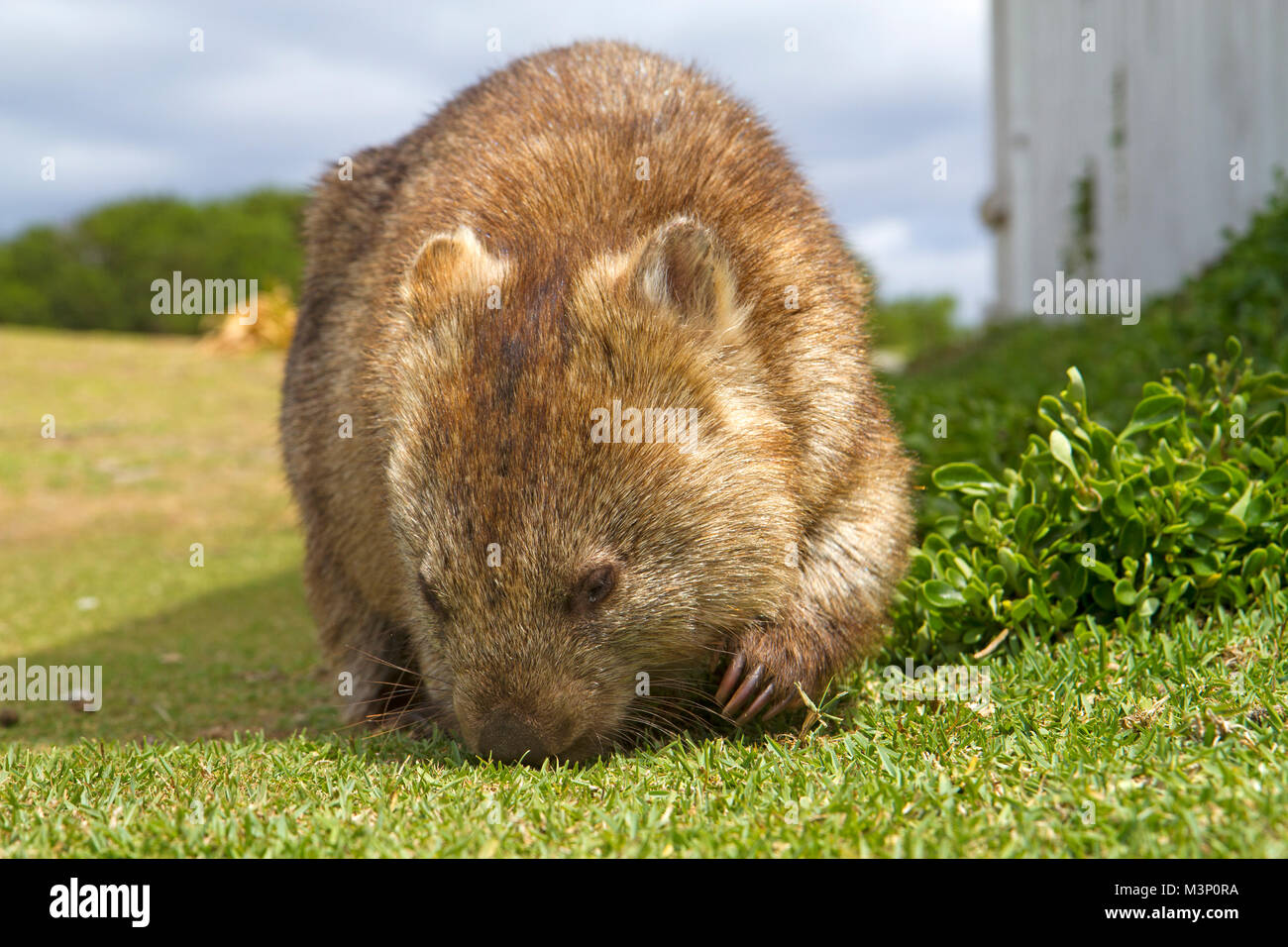 Wombat hi-res stock photography and images - Alamy