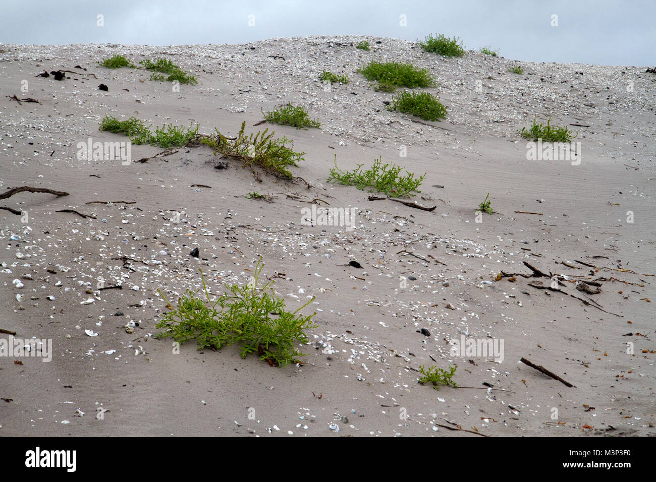 Aboriginal midden on the Bay of Fires Stock Photo - Alamy