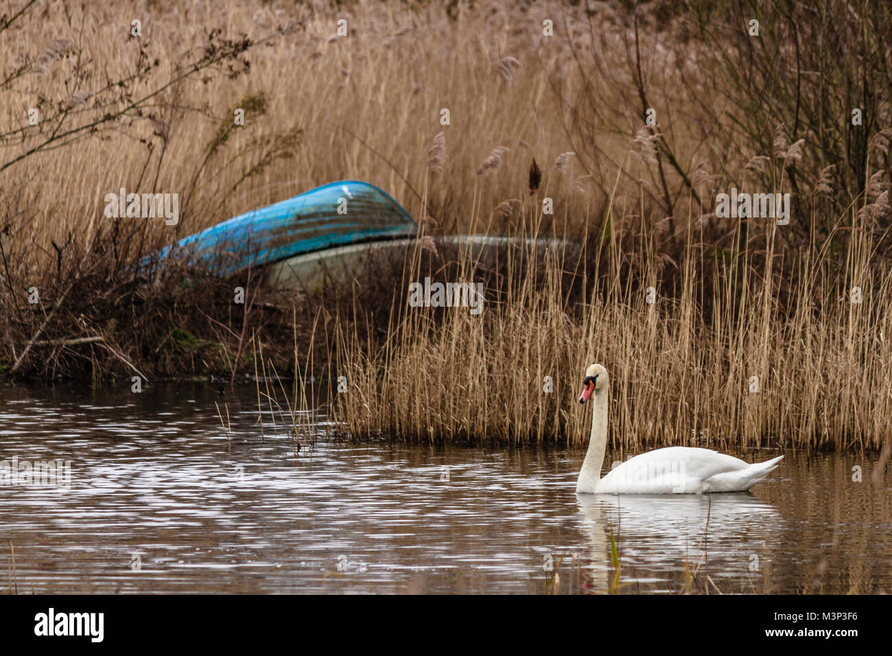 Mute swan with reeds and rowing boats on a pond on Dawlish Warren ...