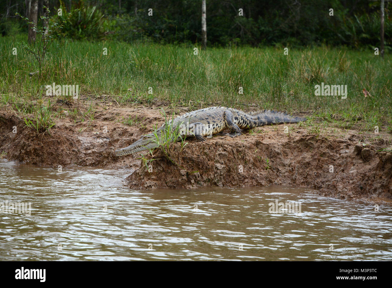 Mangrove animals hi-res stock photography and images - Alamy