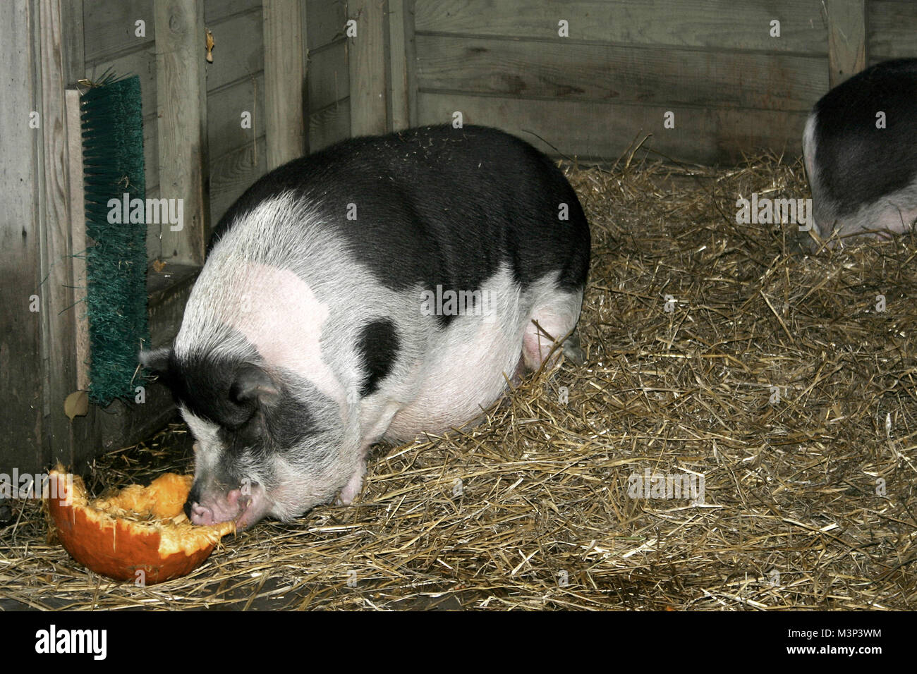 Pig Eating Stock Photos & Pig Eating Stock Images - Alamy