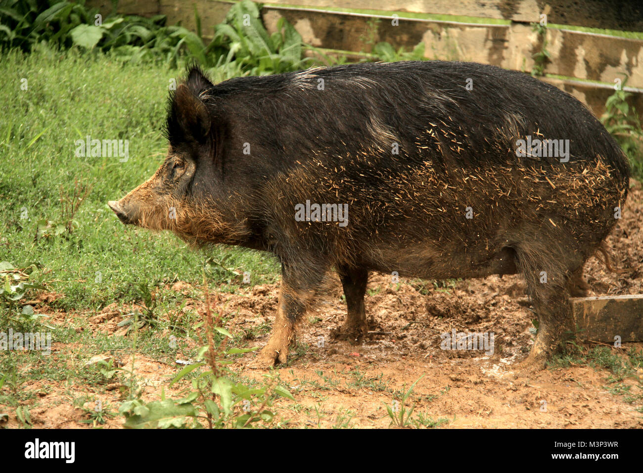 Muddy farmyard hi-res stock photography and images - Alamy
