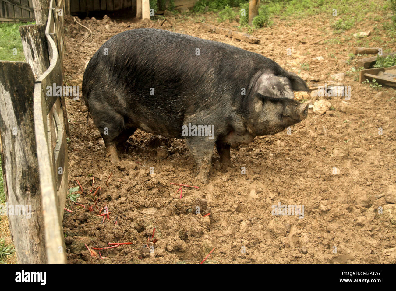 Muddy farmyard hi-res stock photography and images - Alamy