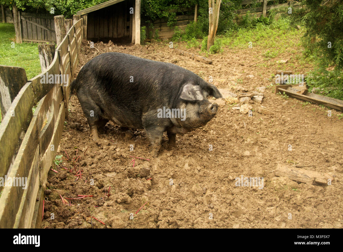 Untidy farm yard hi-res stock photography and images - Alamy