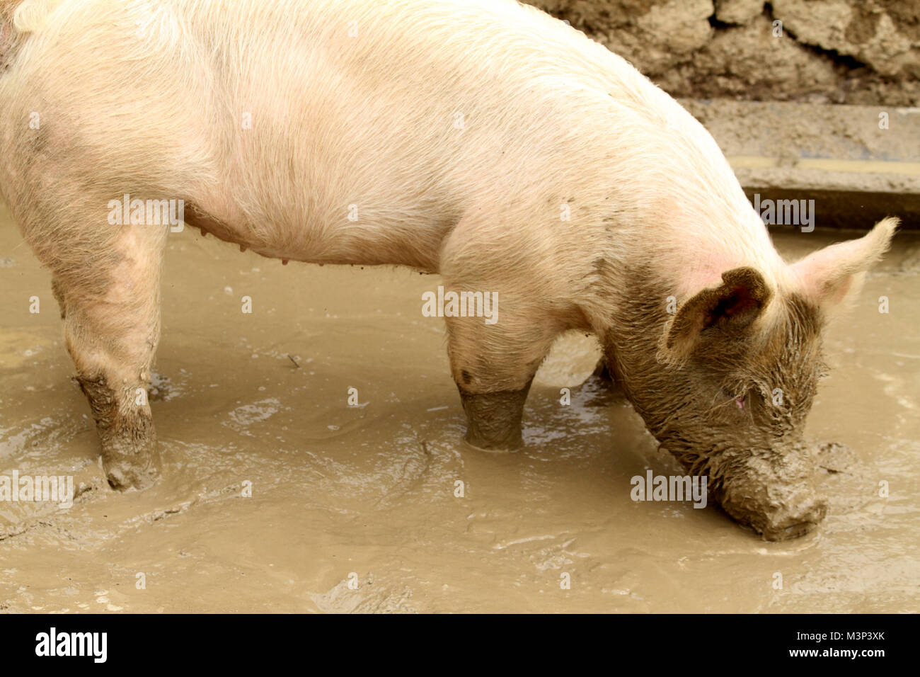 Pig mud bath hi-res stock photography and images - Alamy
