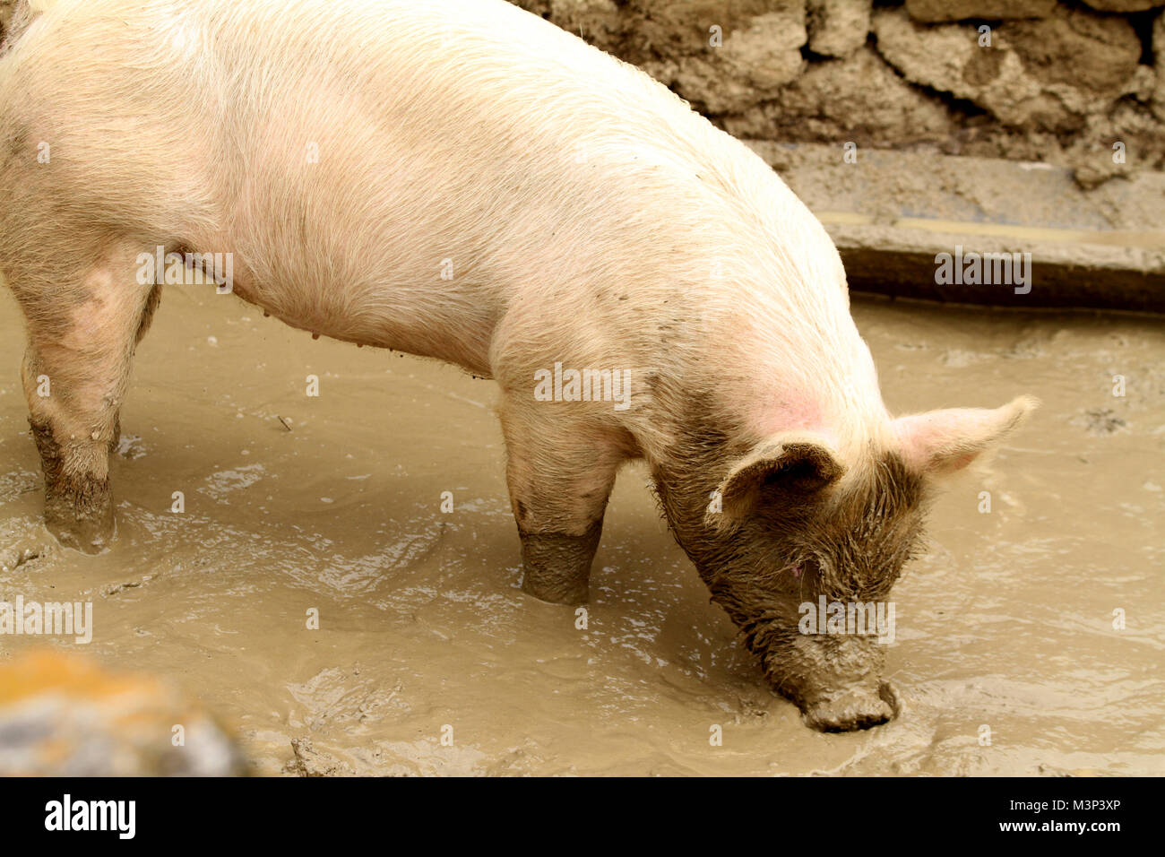 Pig mud bath hi-res stock photography and images - Alamy