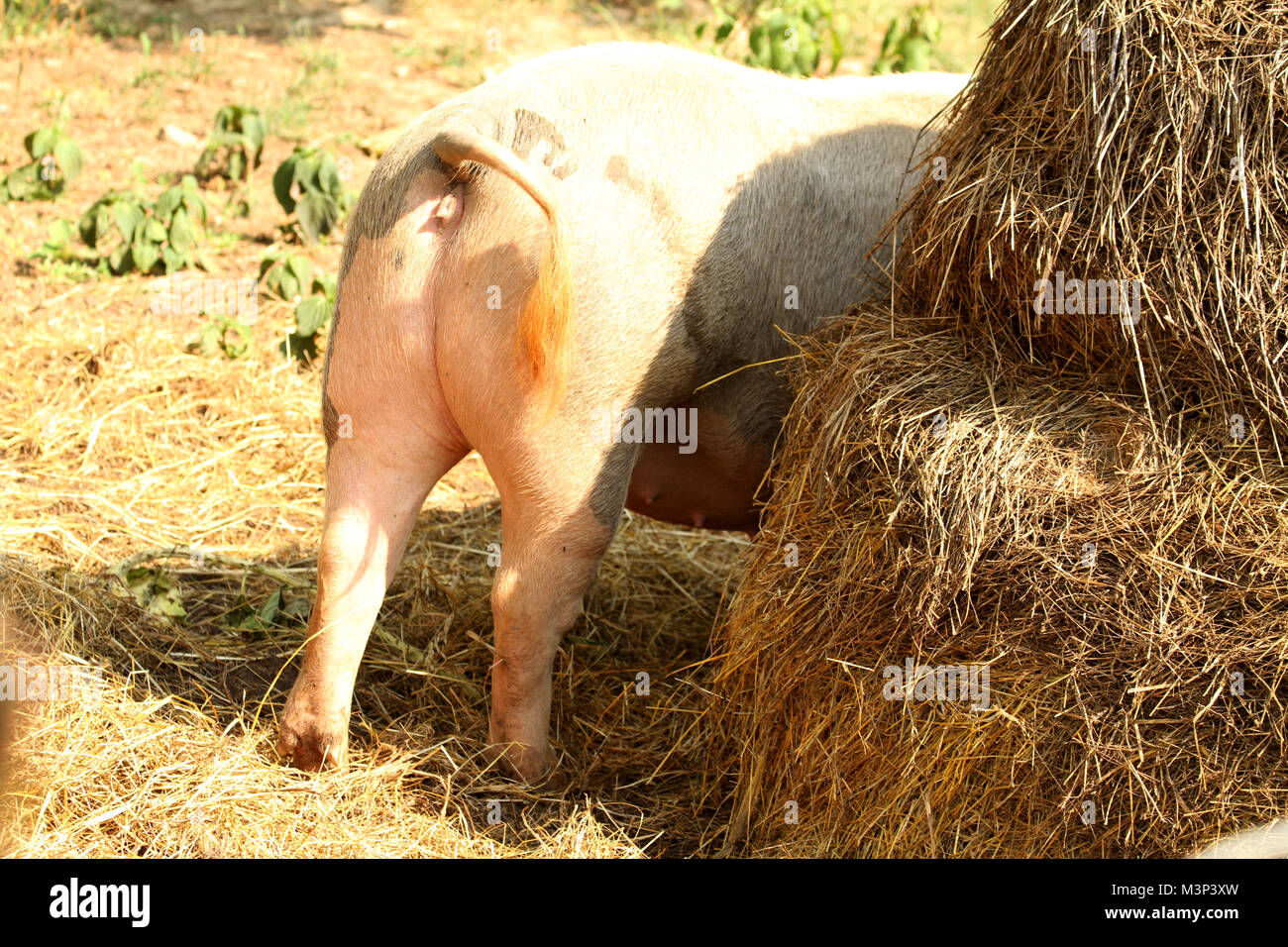 Domestic pig's rear and tail Stock Photo - Alamy