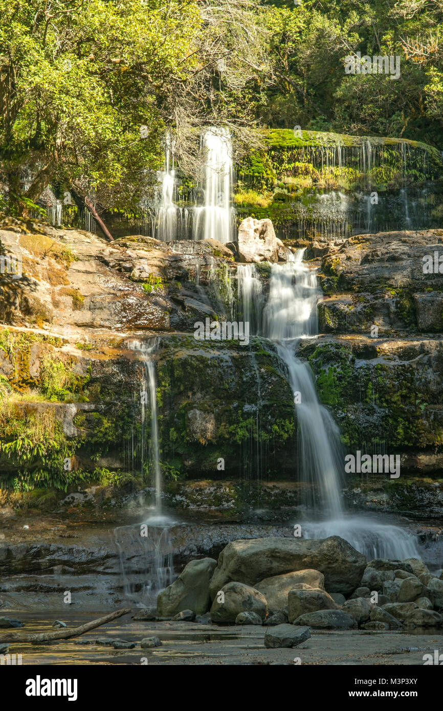 Rainforest with tree ferns hi-res stock photography and images - Alamy