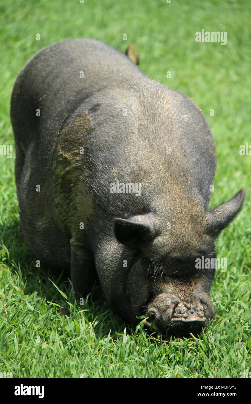 Pig eating grass hi-res stock photography and images - Alamy