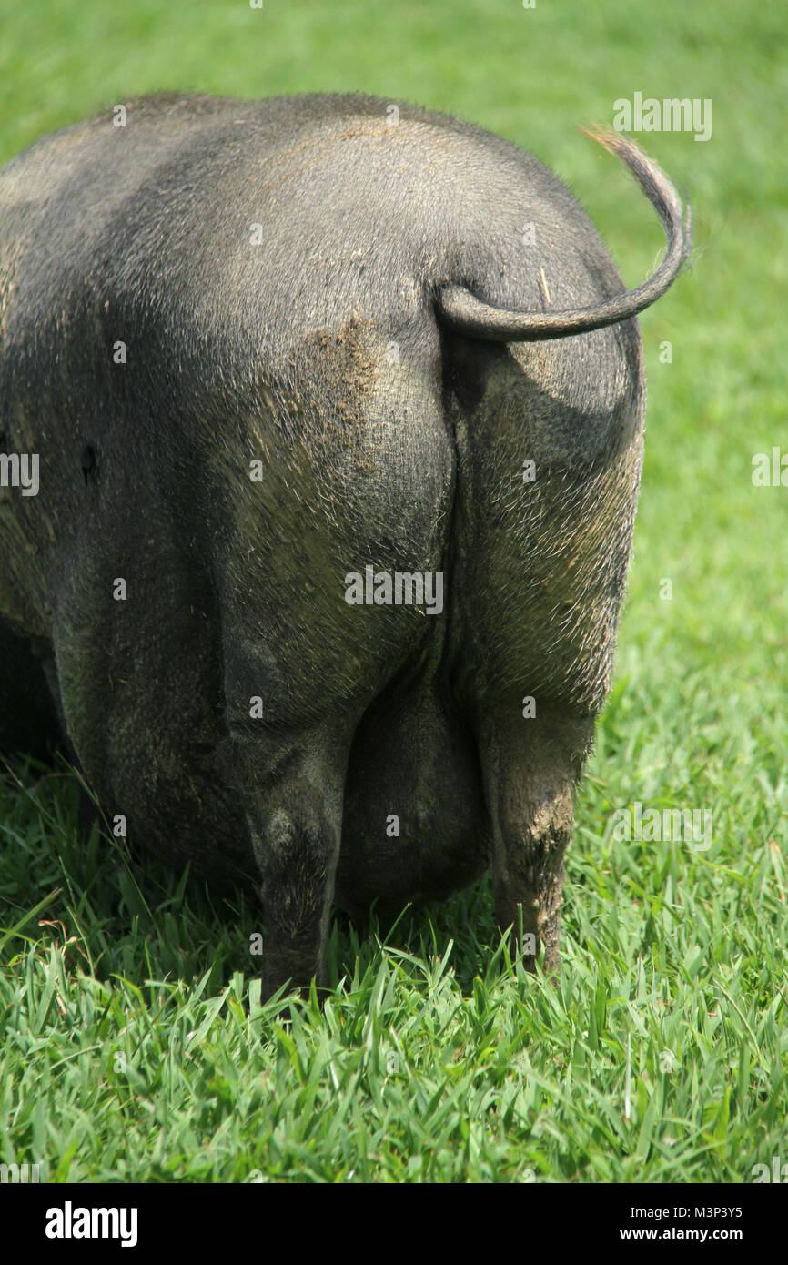Pig rear hi-res stock photography and images - Alamy