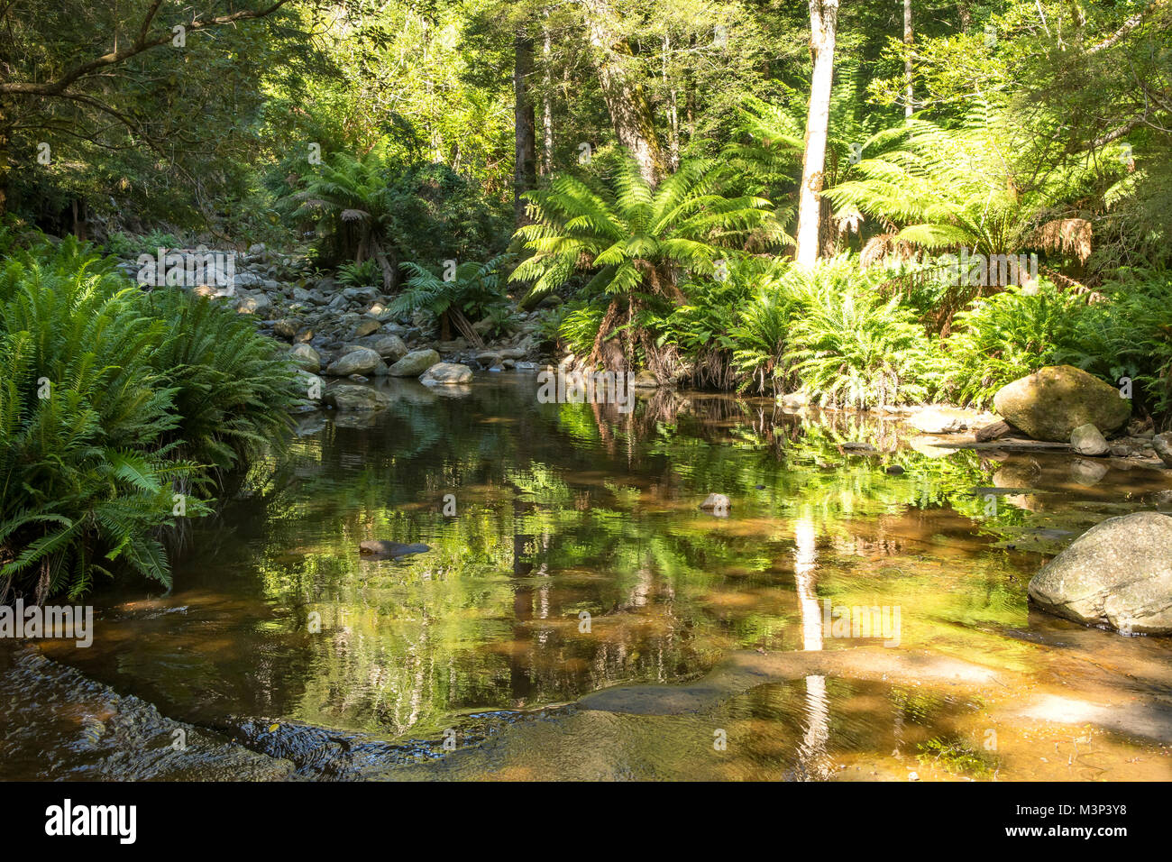 Liffey falls state reserve tasmania hi-res stock photography and images ...
