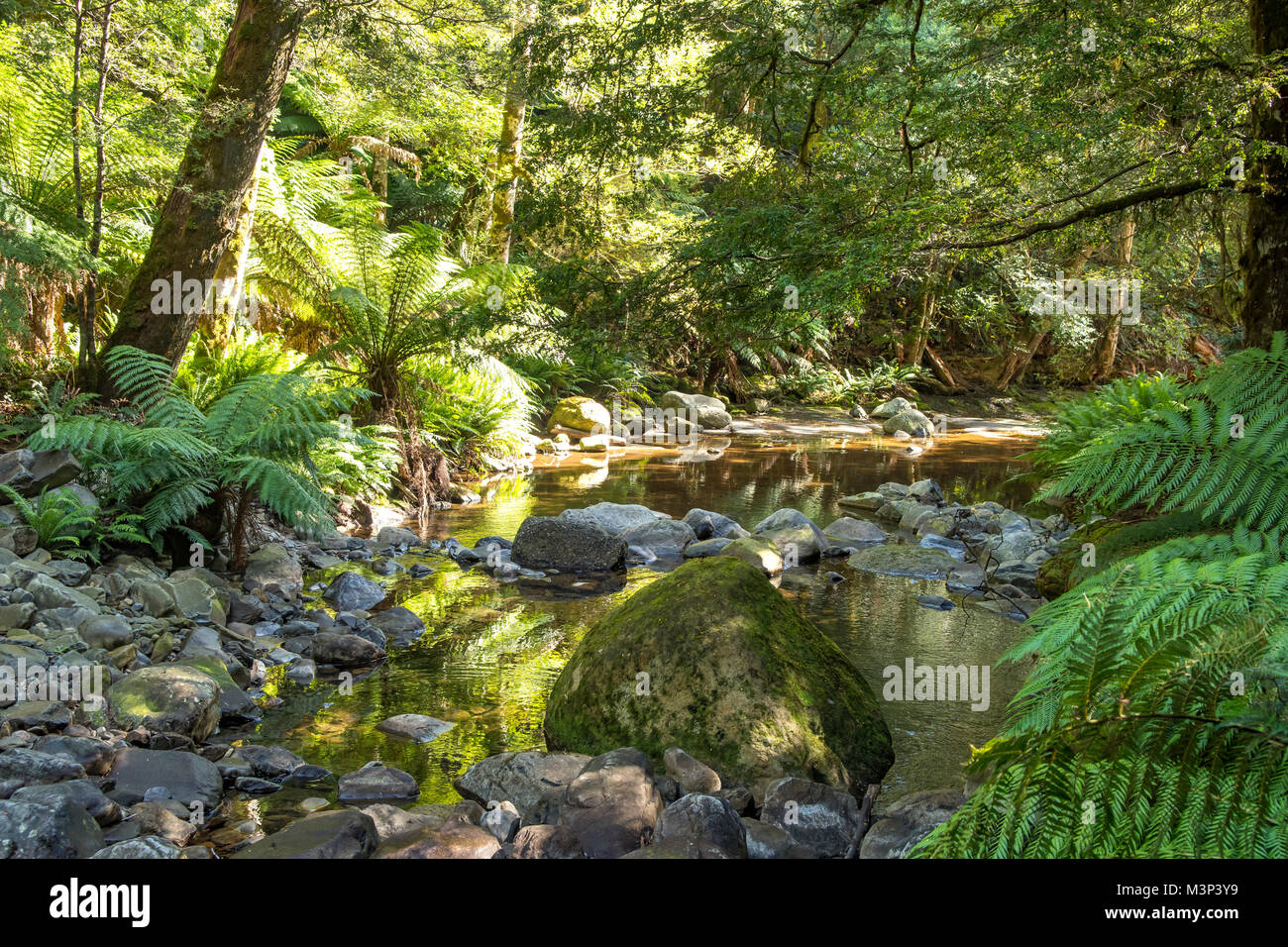 Tree ferns forest hi-res stock photography and images - Alamy