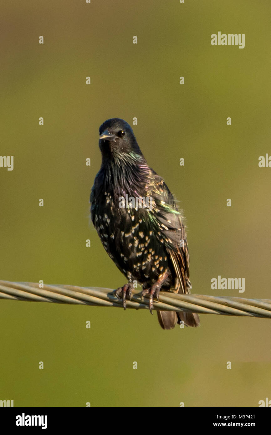 Sturnus vulgaris vulgaris hi-res stock photography and images - Alamy