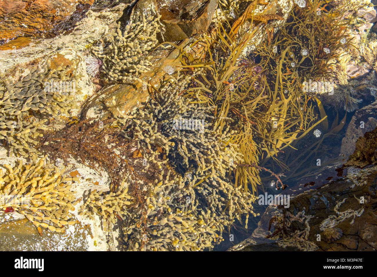 Pool at Couta Rocks, Arthur-Pieman Conservation Area, Arthur River ...