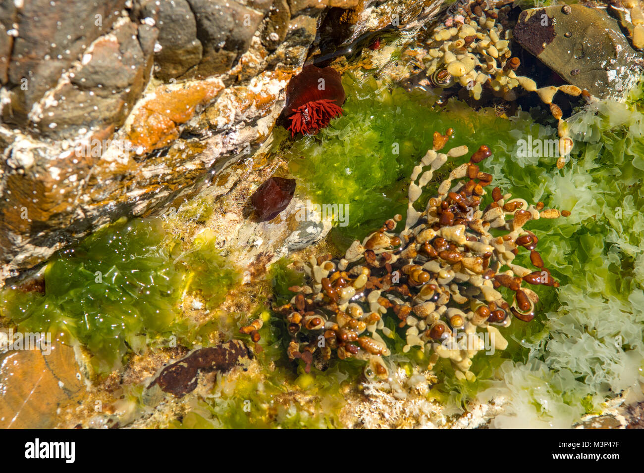 Pool at Couta Rocks, Arthur-Pieman Conservation Area, Arthur River ...
