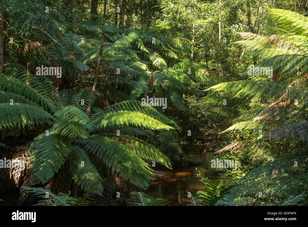 Tree ferns hi-res stock photography and images - Alamy