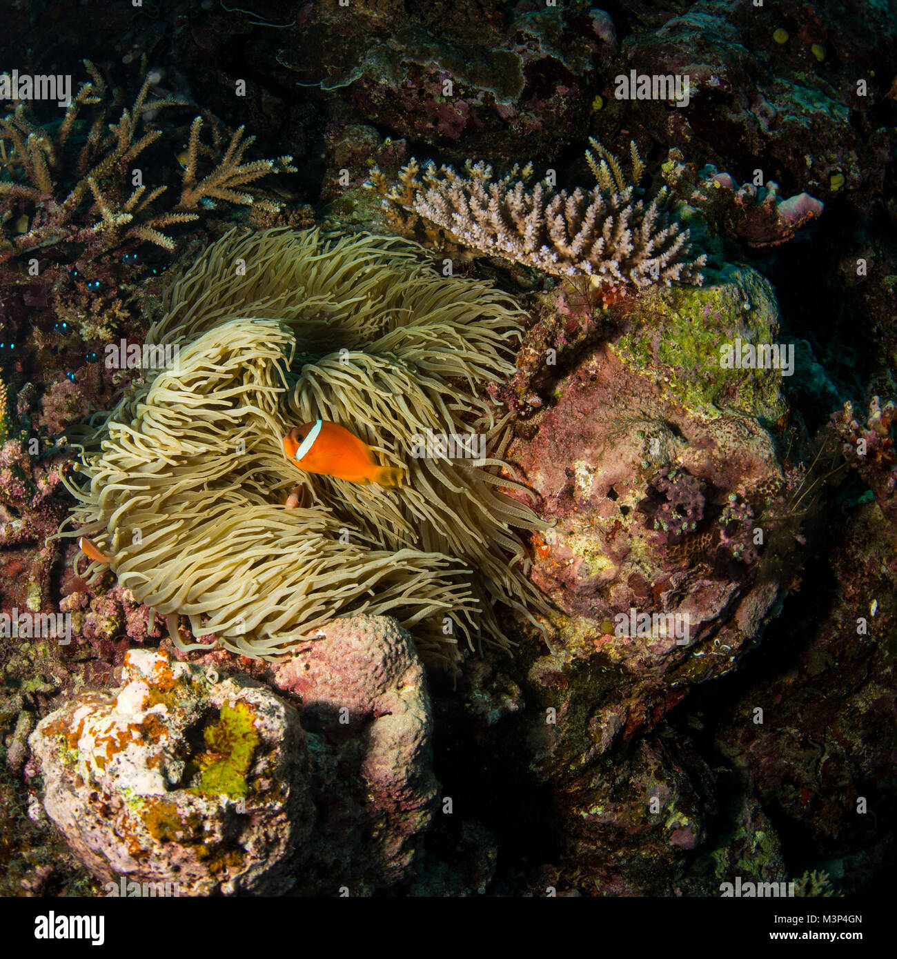 Clown fish hiding in a sea anemone Stock Photo - Alamy