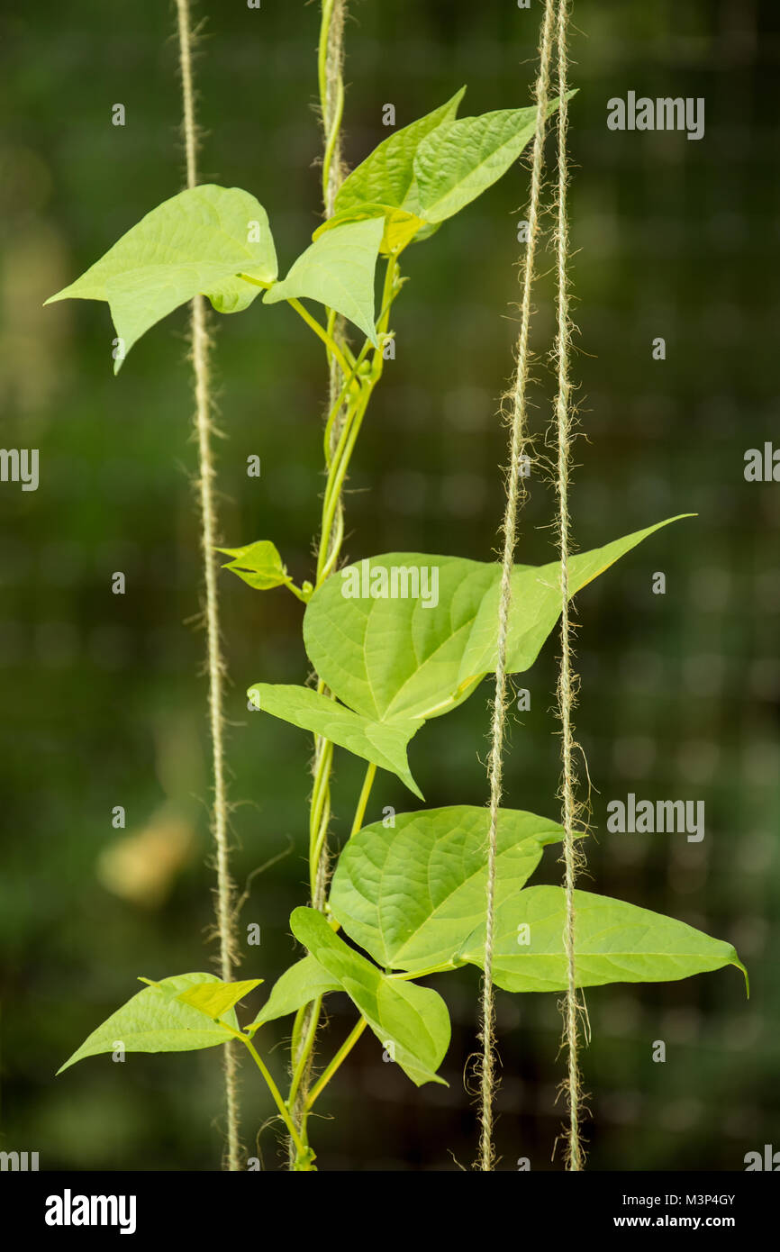 Close-up of Monte Cristo pole beans growing up a string trellis in a ...