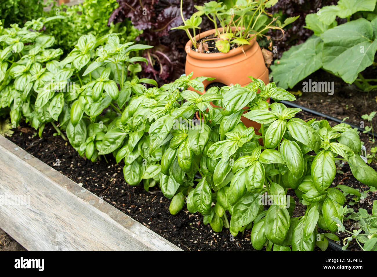 Genovese Basil plants growing in a summertime raised bed garden in ...