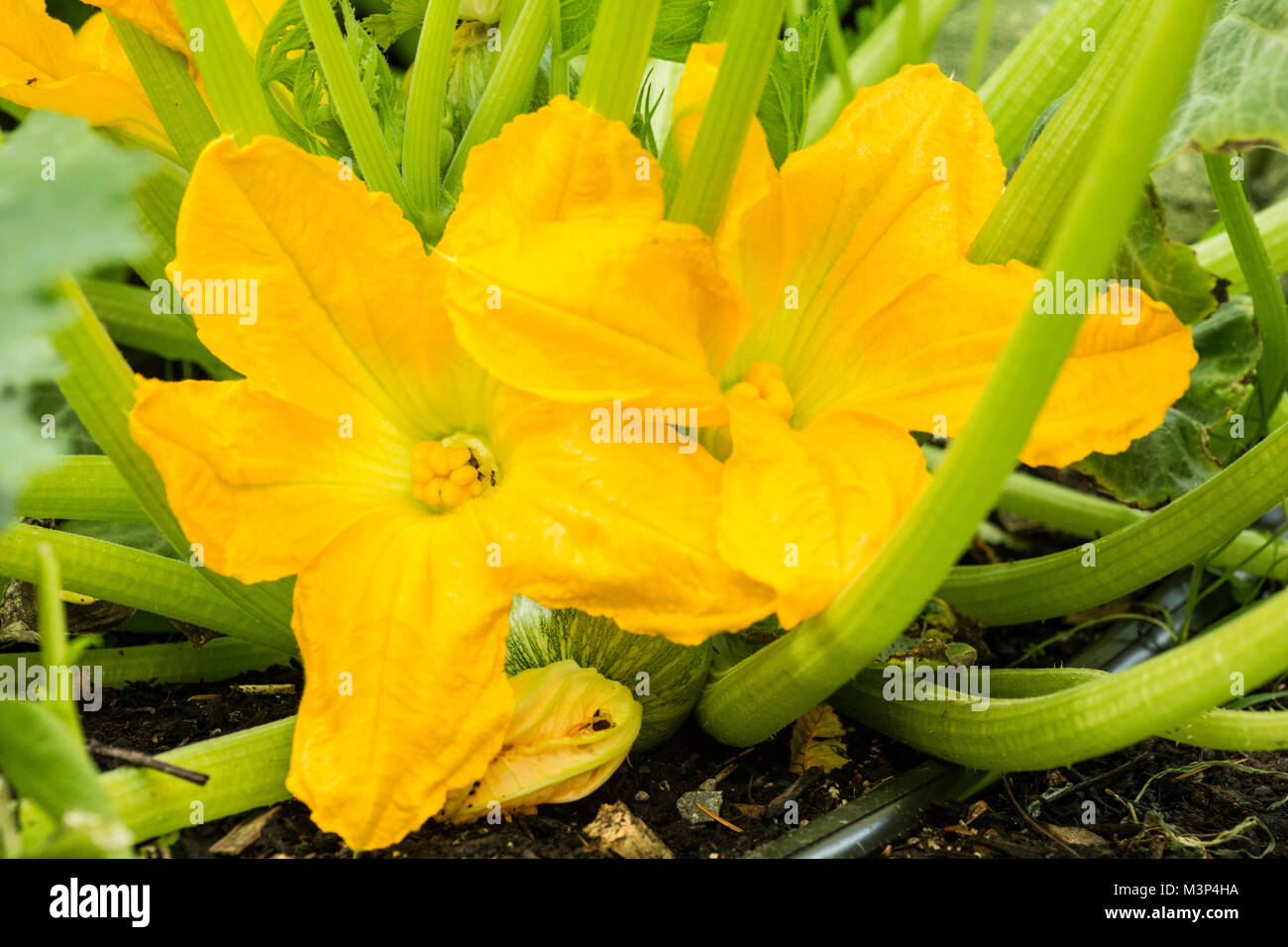 Crookneck squash hi-res stock photography and images - Alamy