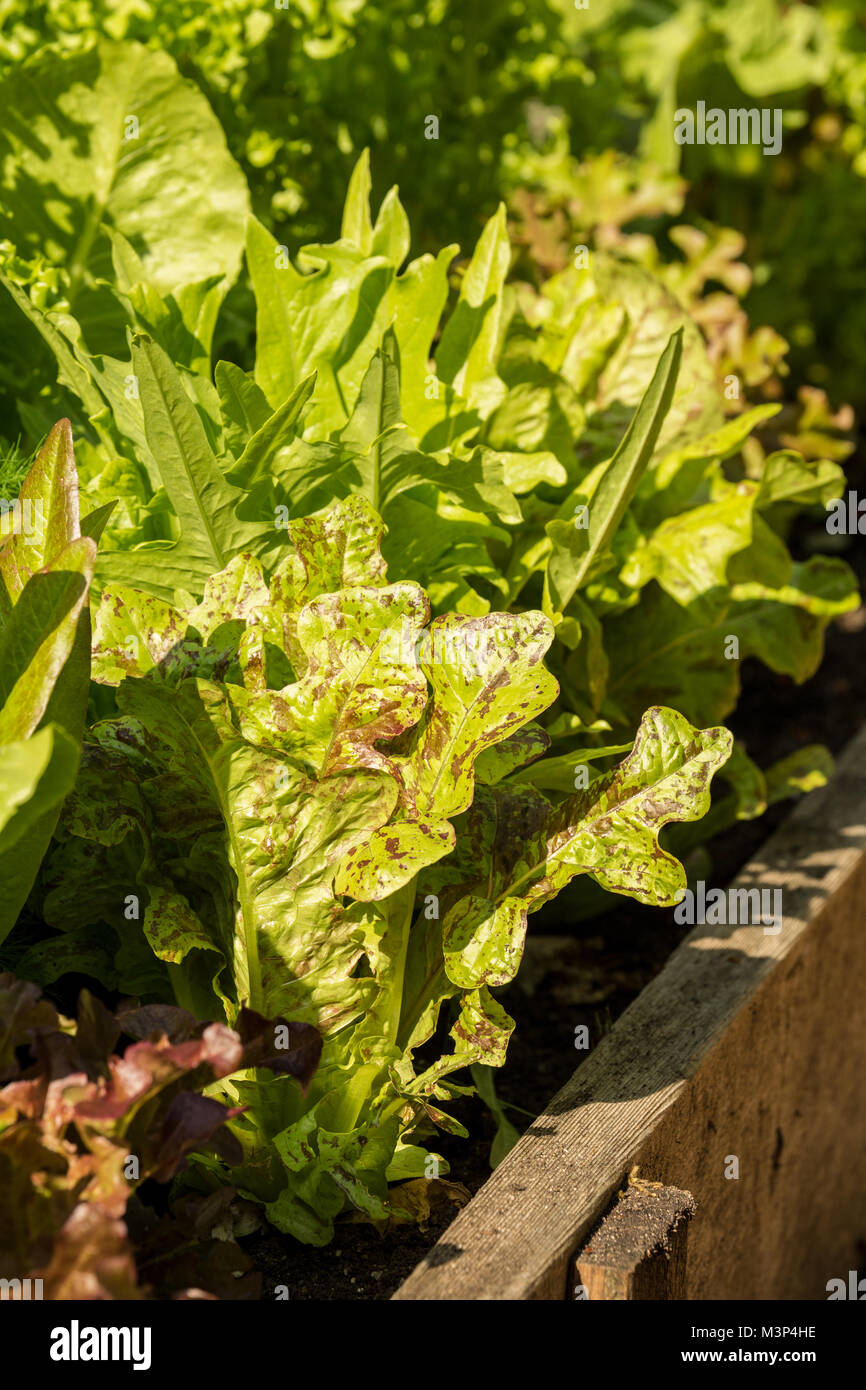 Assorted lettuce varieties growing in a raised bed garden in Issaquah ...