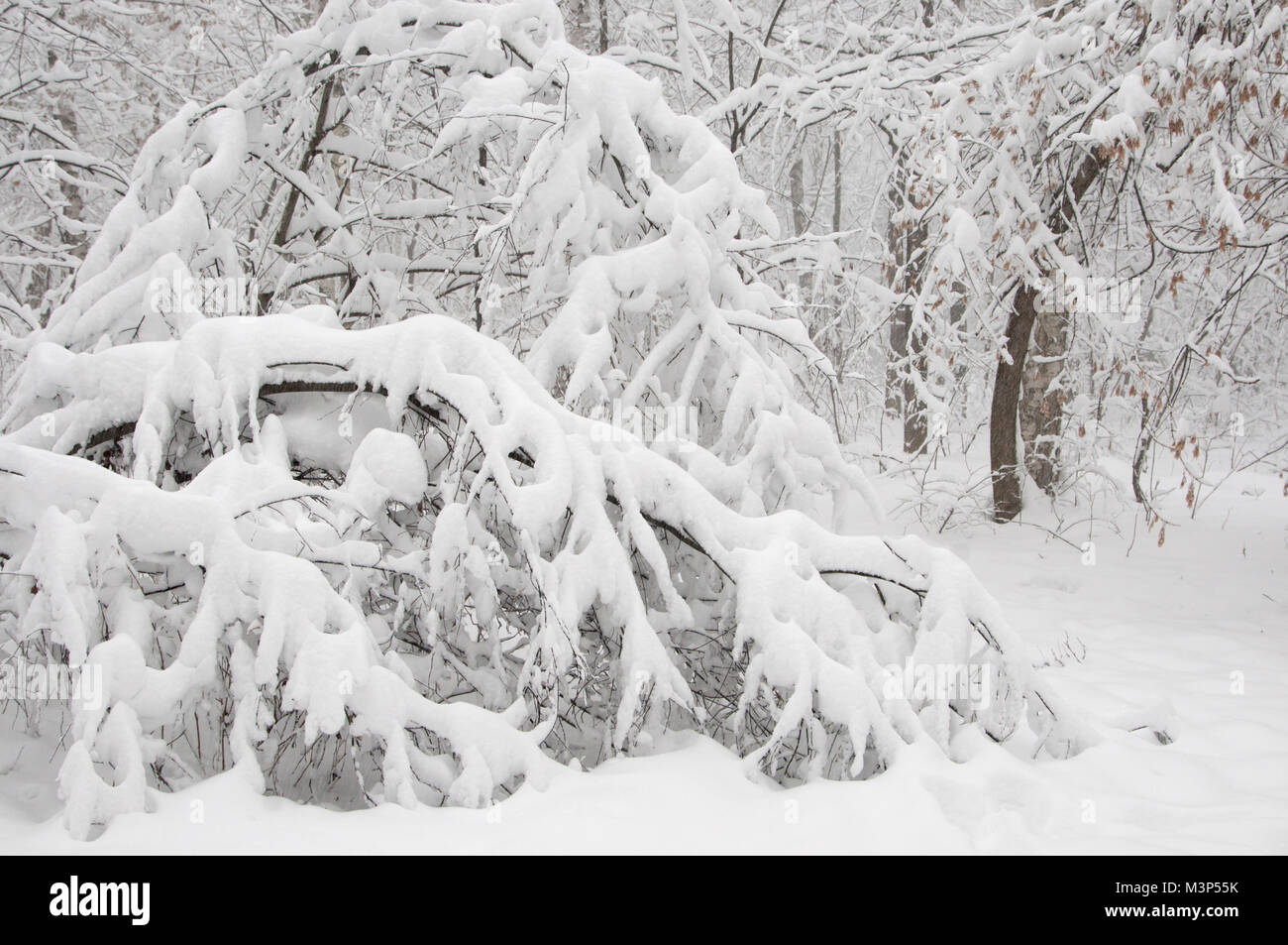 Winter landscape with a park after snowstorm Stock Photo - Alamy