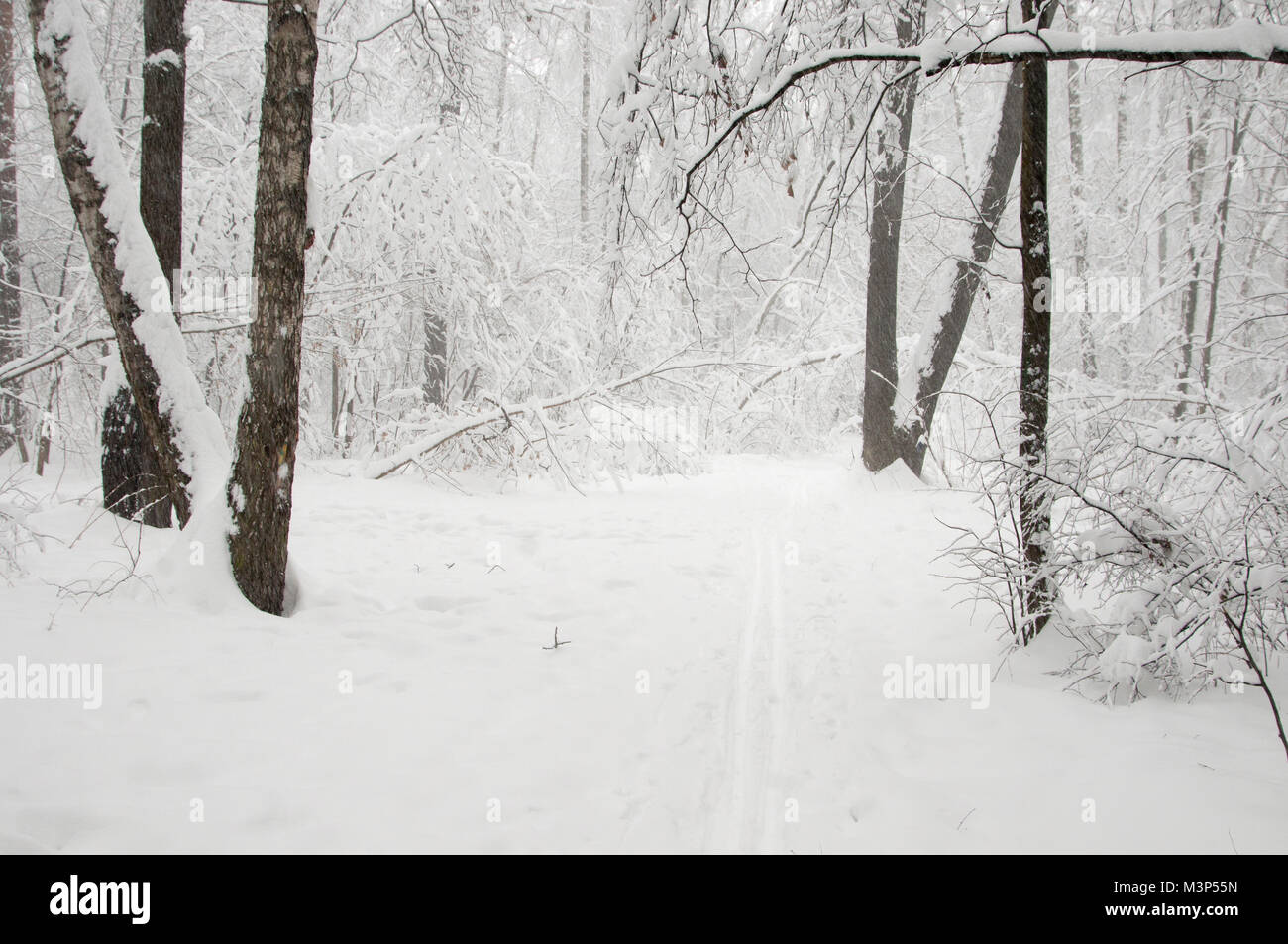 Winter landscape with a park after snowstorm Stock Photo - Alamy