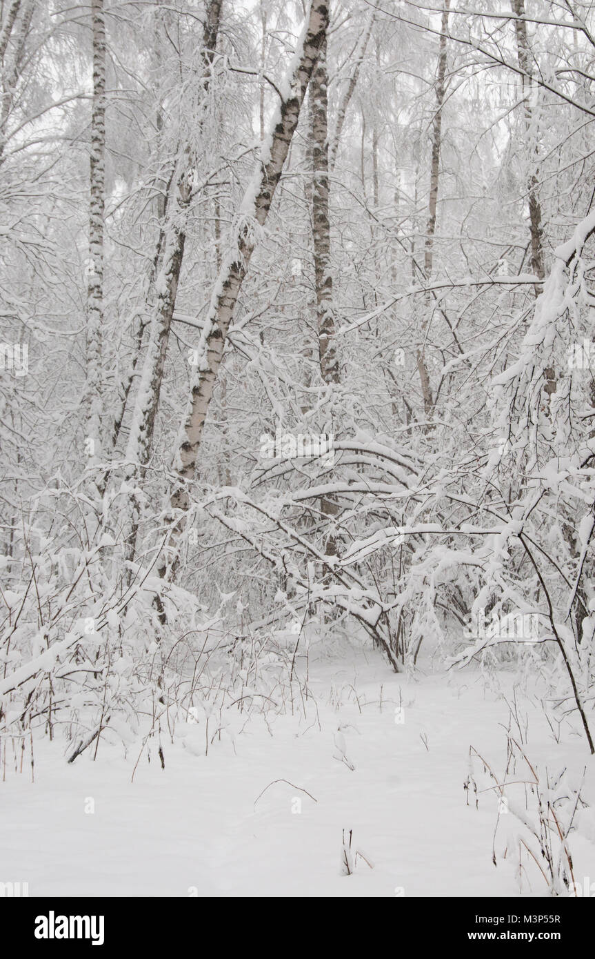 Winter landscape with a park after snowstorm Stock Photo - Alamy