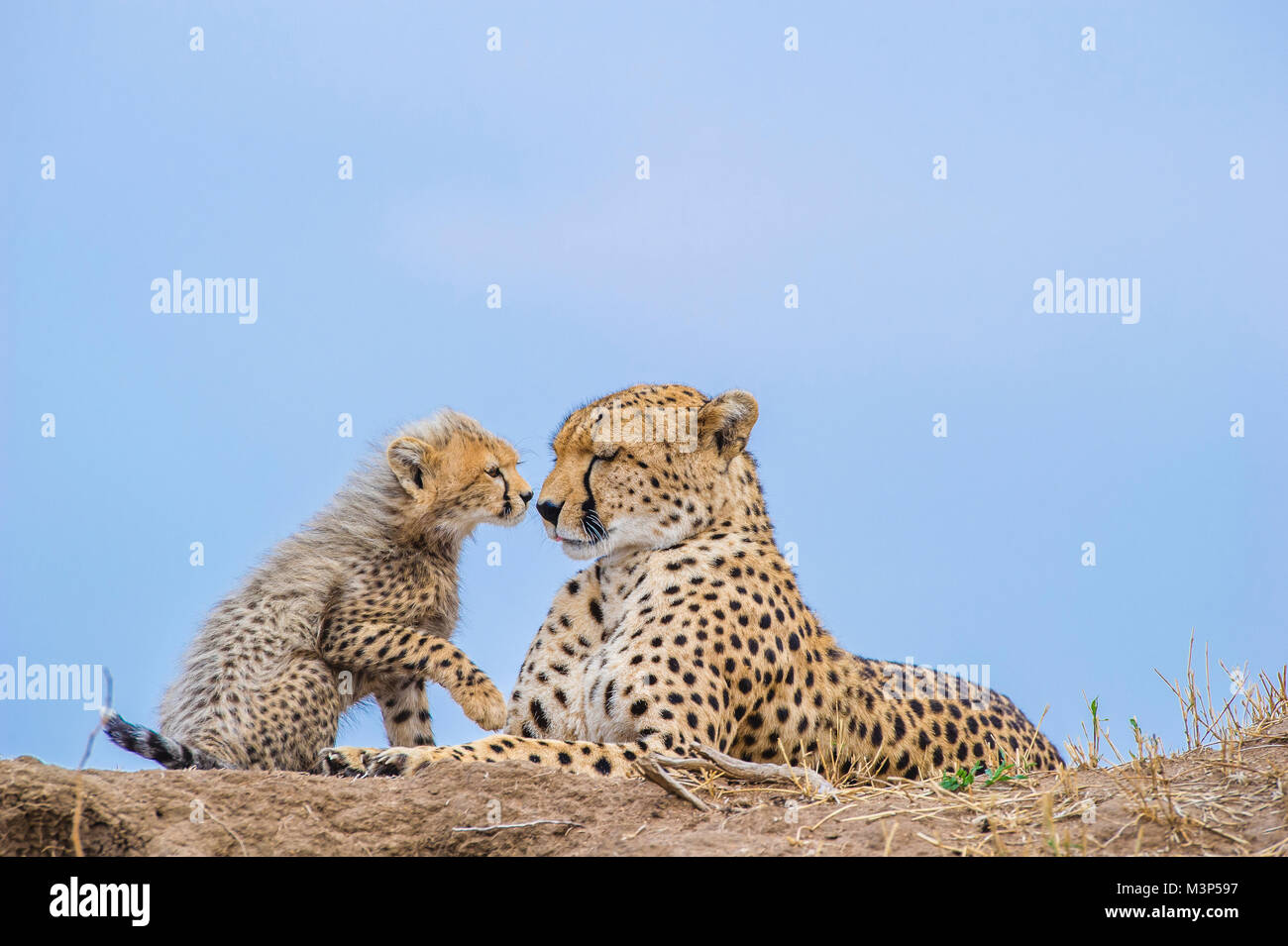 Cheetah licking its face hi-res stock photography and images - Alamy