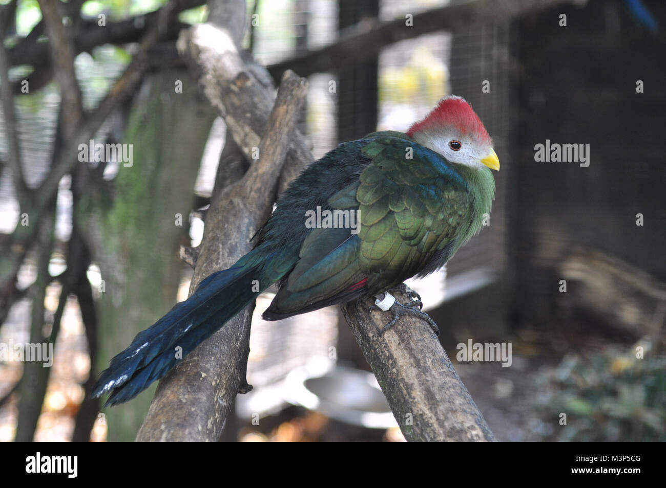 red crested turaco Stock Photo - Alamy