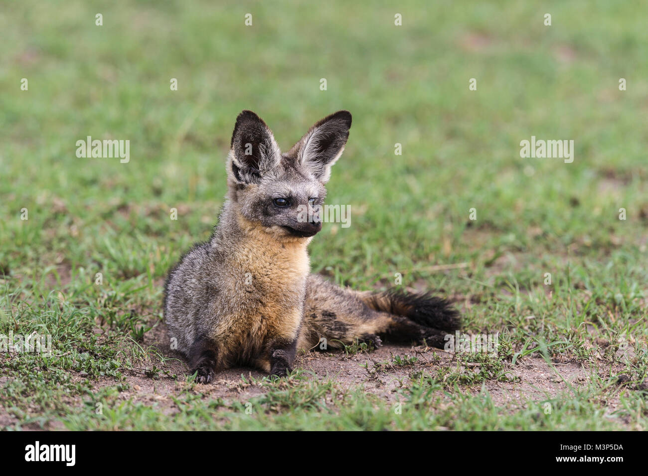 A bat-eared fox (Otocyon megalotis) sit alertly on open green grassland ...