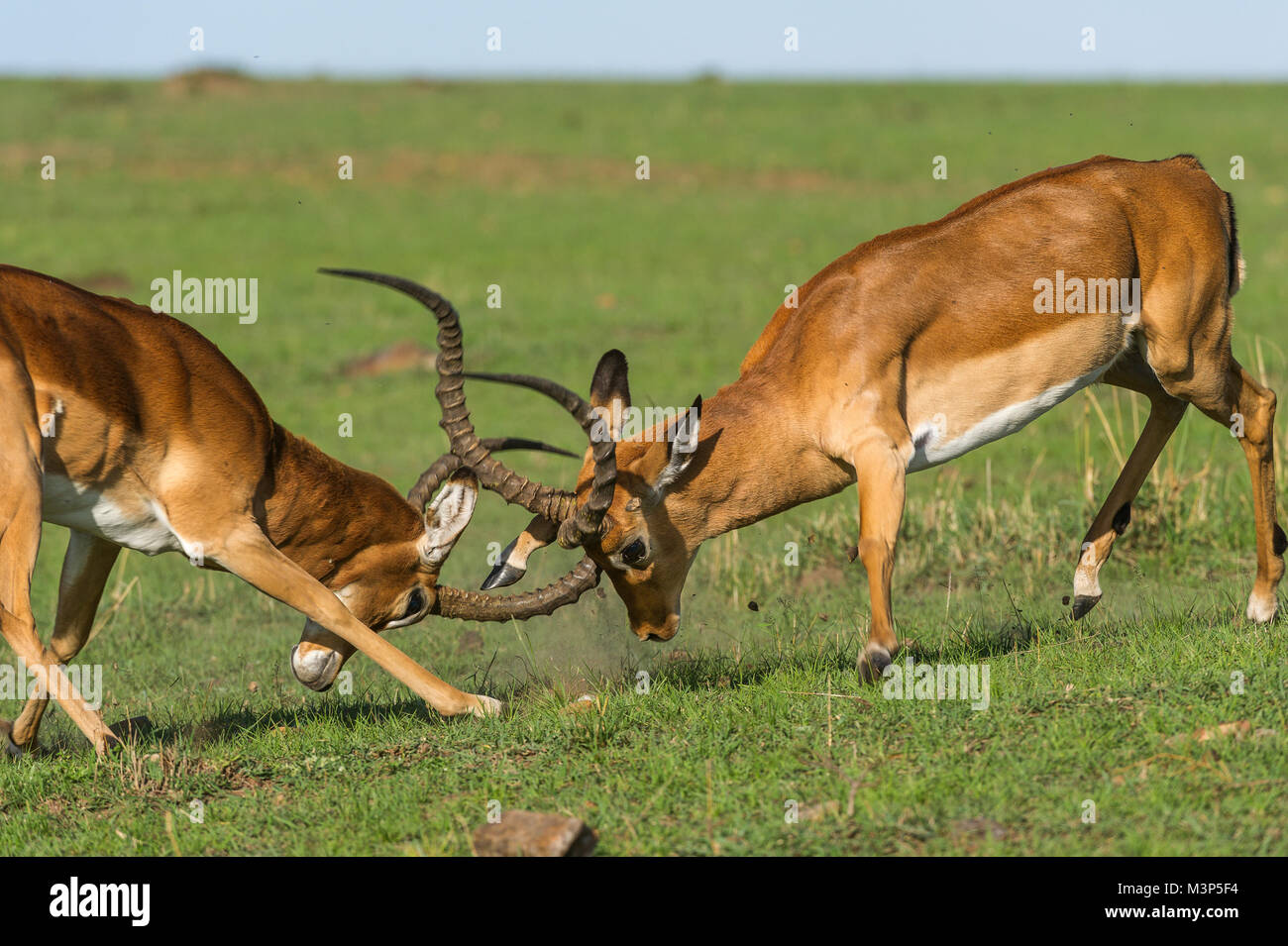 Two impala rams fighting for dominance and ranking Stock Photo - Alamy