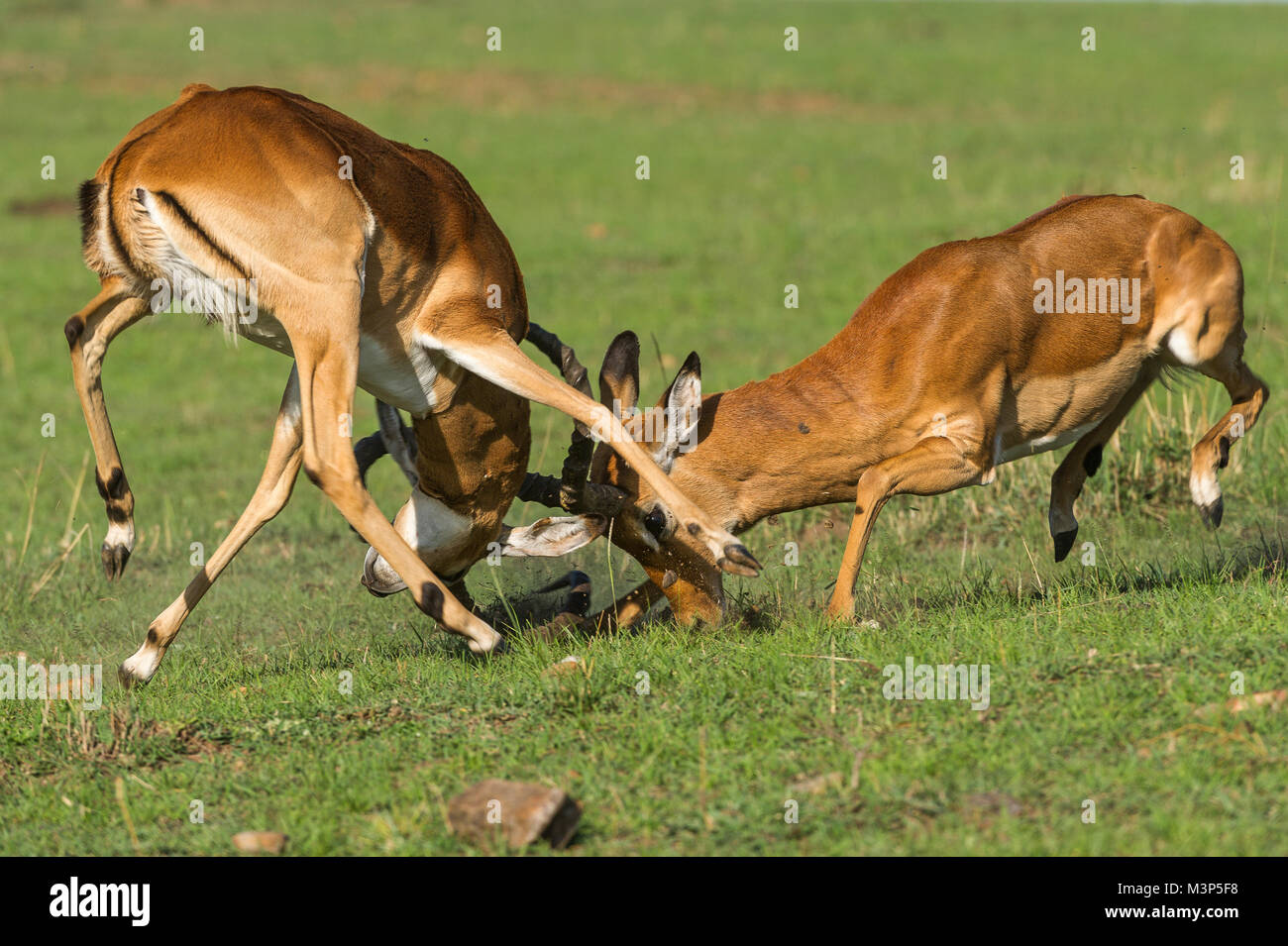 Rams Fighting High Resolution Stock Photography and Images - Alamy