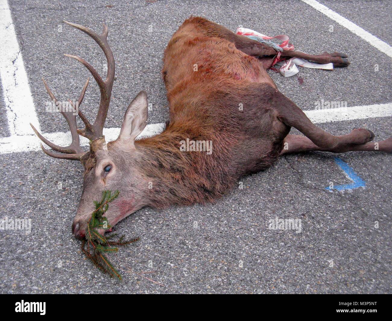 deer killed by poachers and abandoned in the street Stock Photo - Alamy
