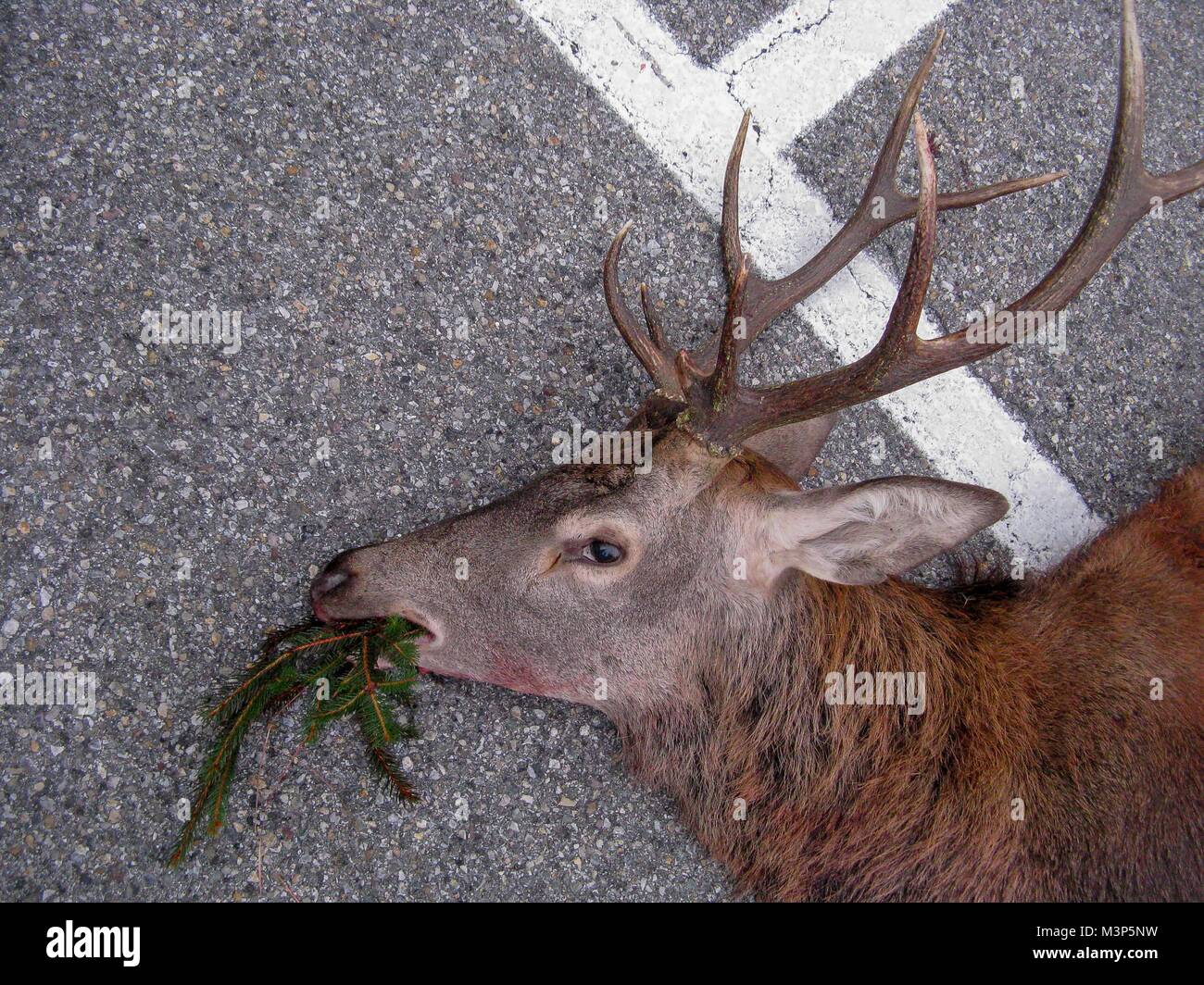 deer killed by poachers and abandoned in the street Stock Photo - Alamy