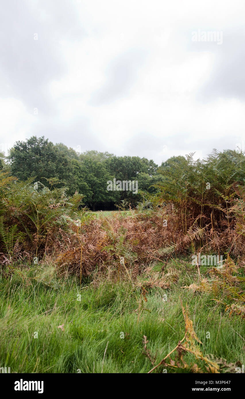 Bracken grass hi-res stock photography and images - Alamy