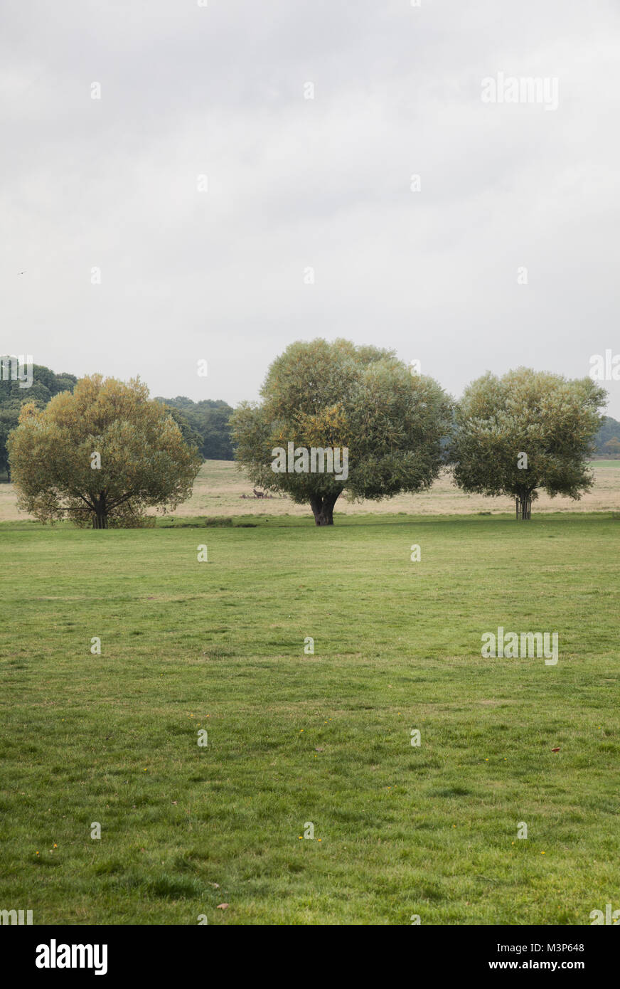 Trees in Landscape - Richmond Park - London UK Stock Photo - Alamy