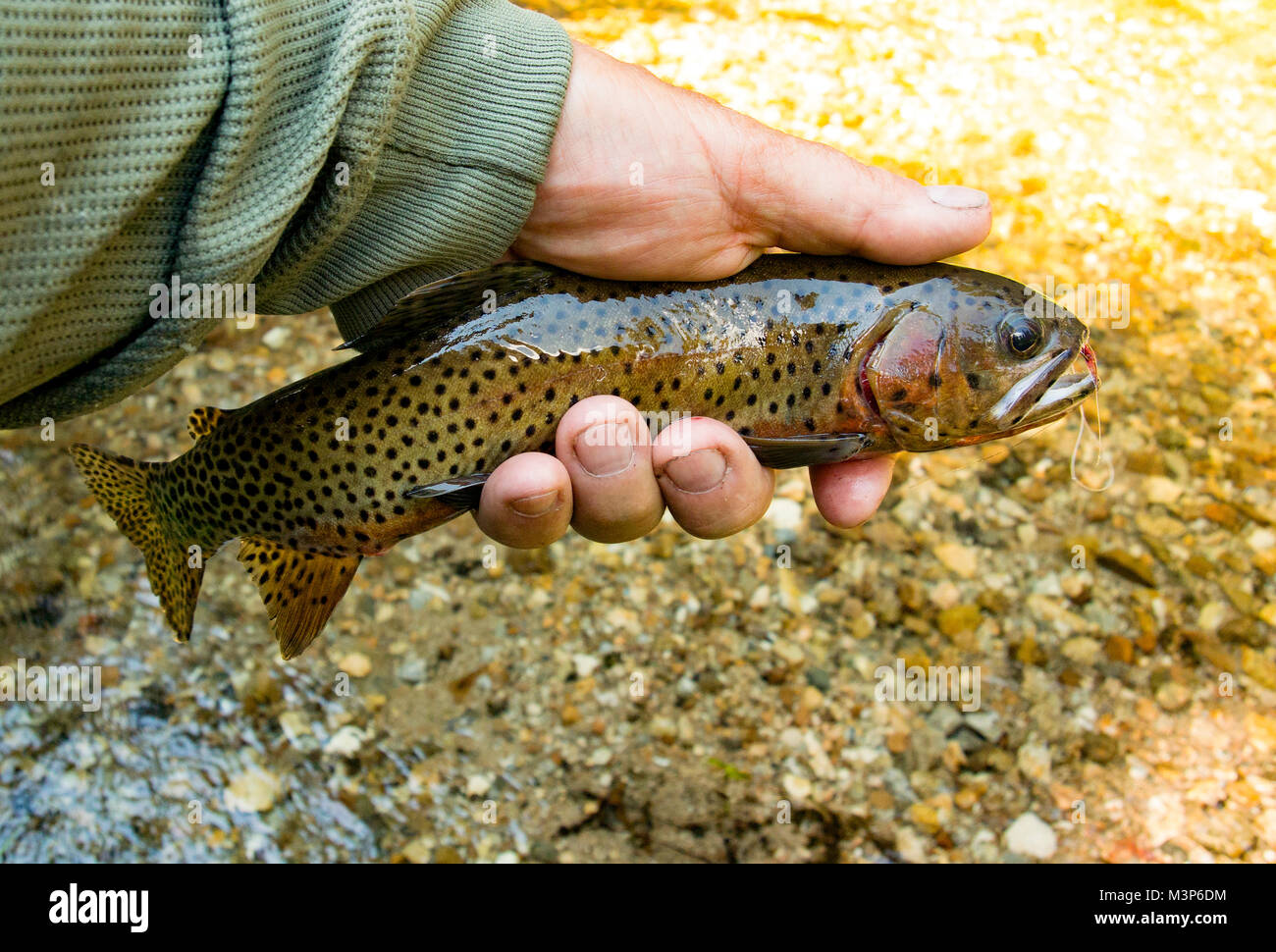 A dark, native Westslope cutthroat trout, caught on a Treatise ...