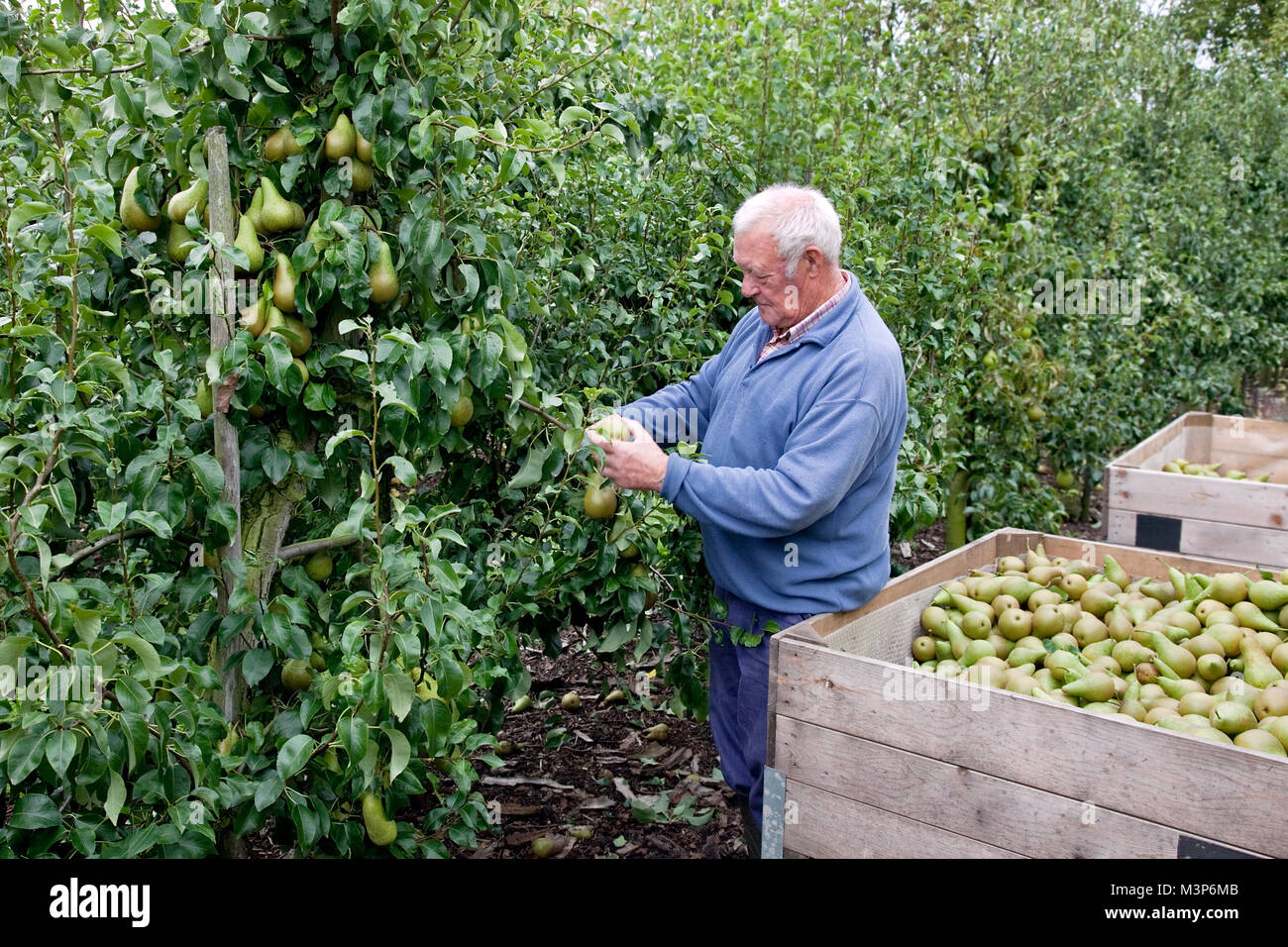 Man harvest ripe pears from the pear tree in the orchard or garden in ...