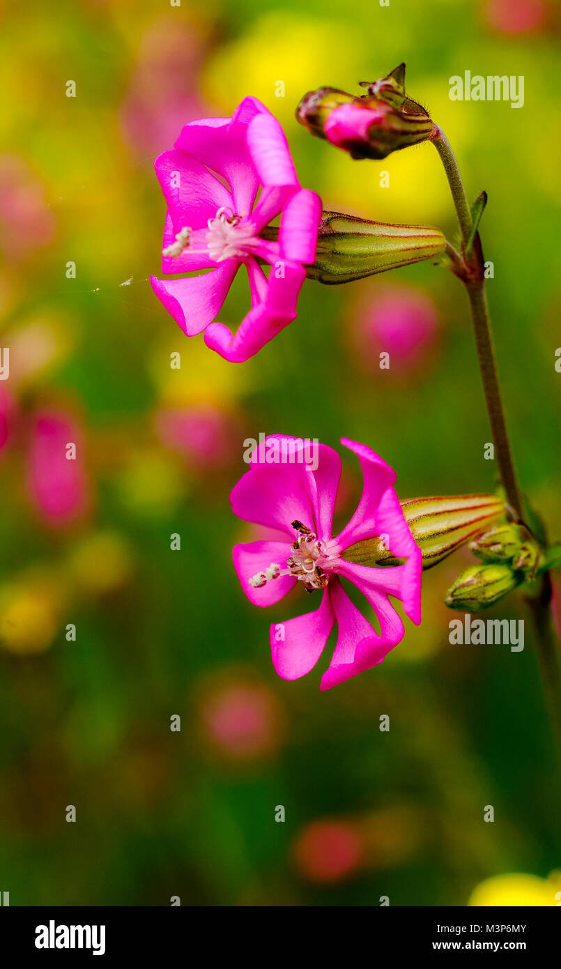 Wild beautiful flower Stock Photo - Alamy