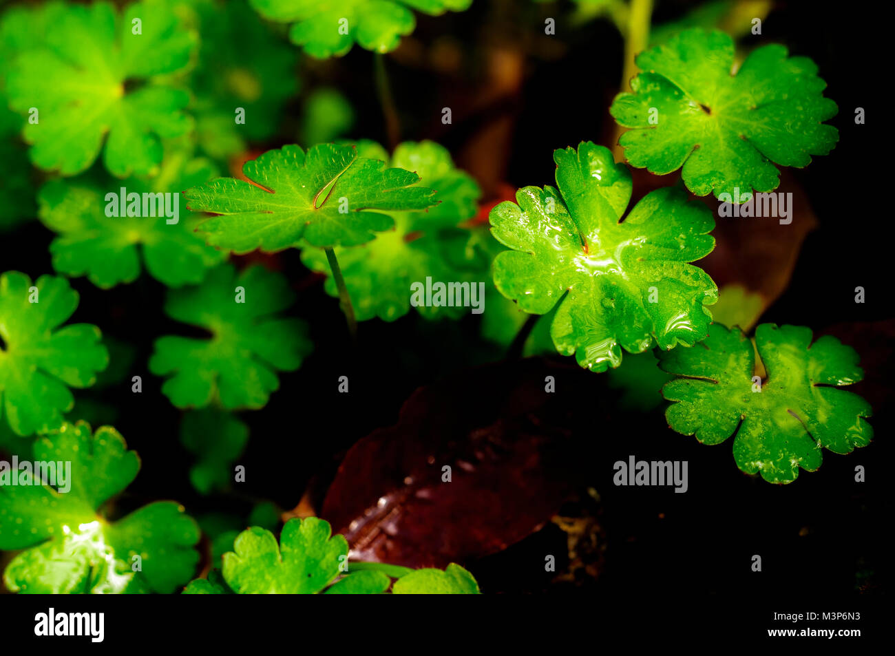 Clover, detail after rain Stock Photo - Alamy