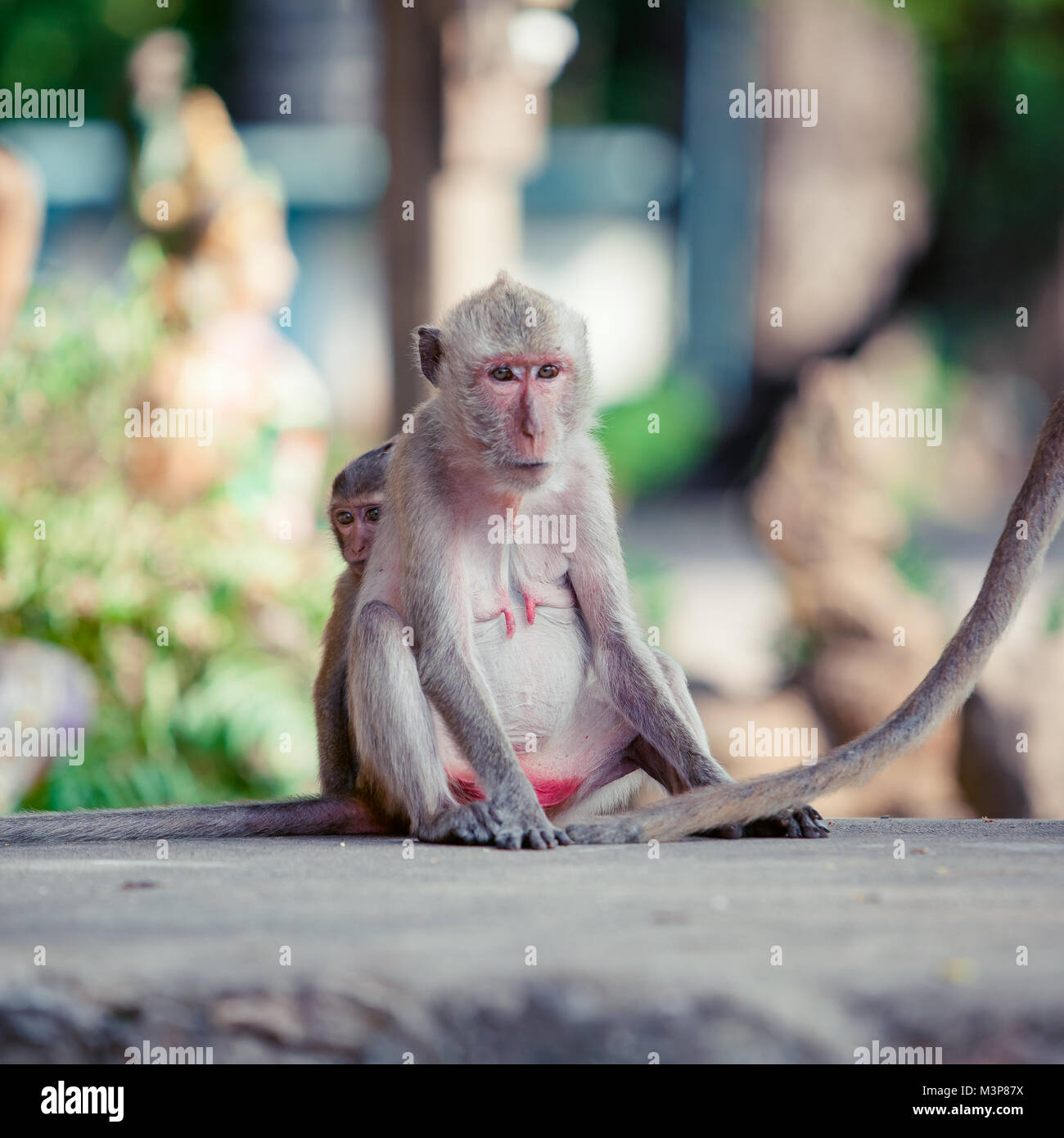 Monkey on the way. Cute monkey Stock Photo - Alamy